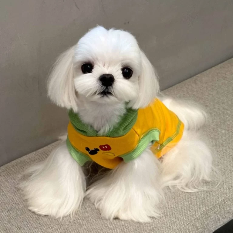 TrendPaws | A chic boutique for fashionable pets. – Where Unique Pet ...