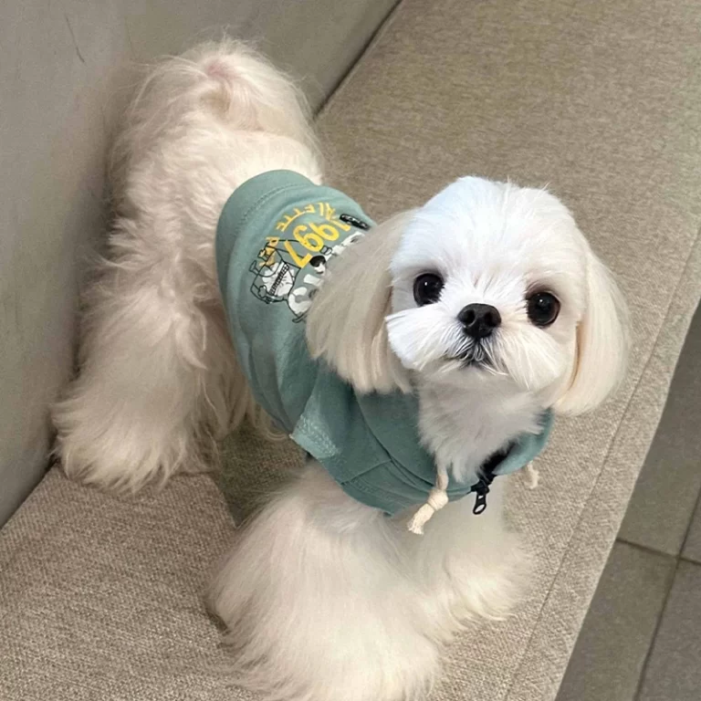 TrendPaws | A chic boutique for fashionable pets. – Where Unique Pet ...