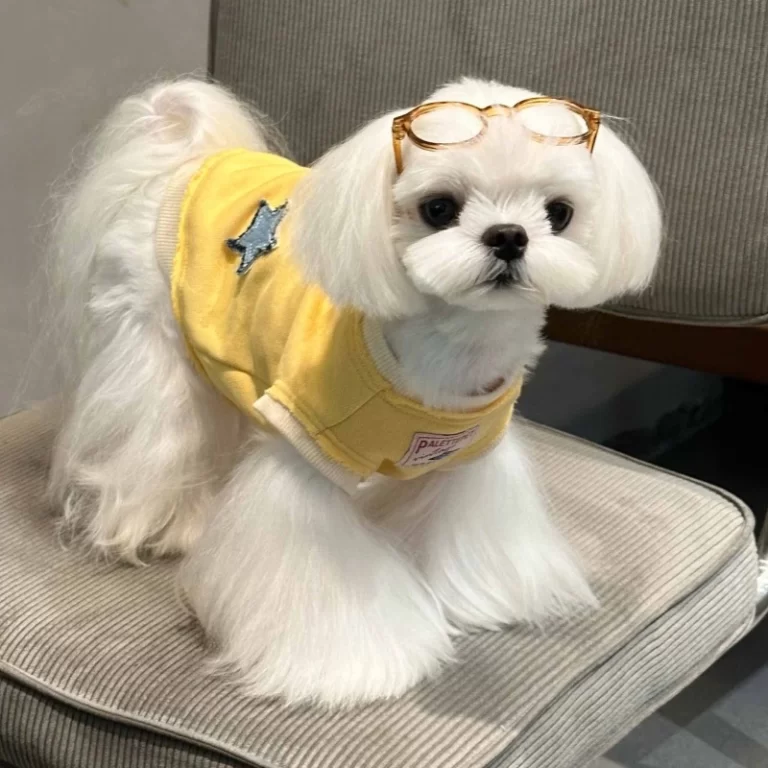 TrendPaws | A chic boutique for fashionable pets. – Where Unique Pet ...